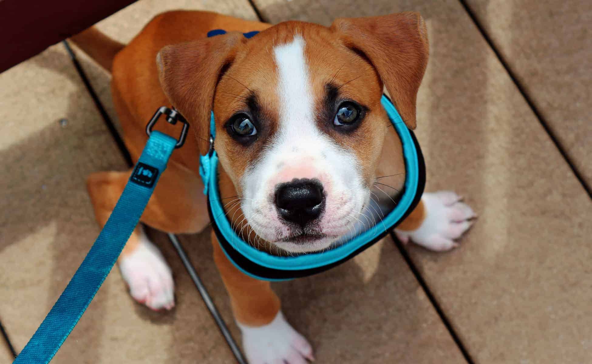 Private Training - Where Sit Happens - Dog Training, Oxford, CT