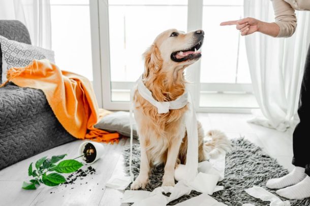 Your Dog’s ‘Bad’ Behavior Might Actually Be a Cry for Help - Where Sit ...